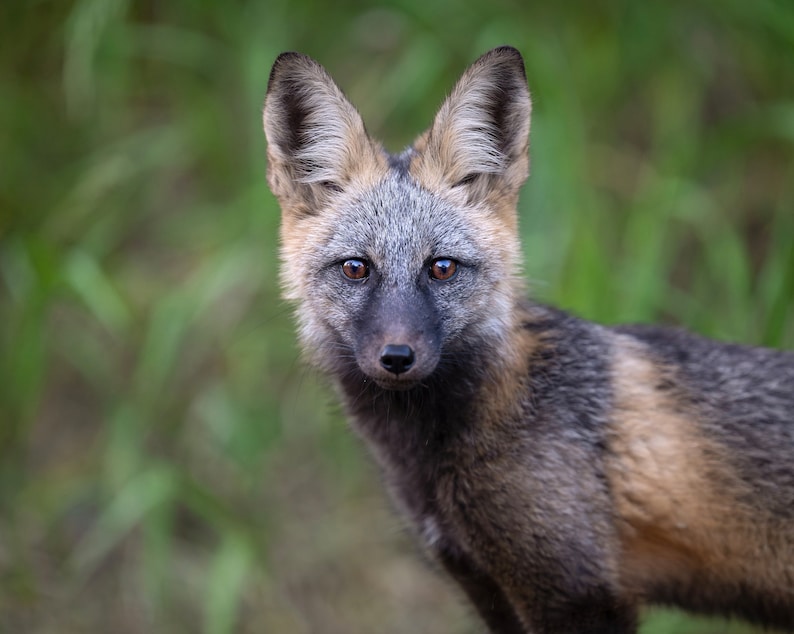 Black Cross Fox Kit Emerges From Den - Giclee Prints - Etsy