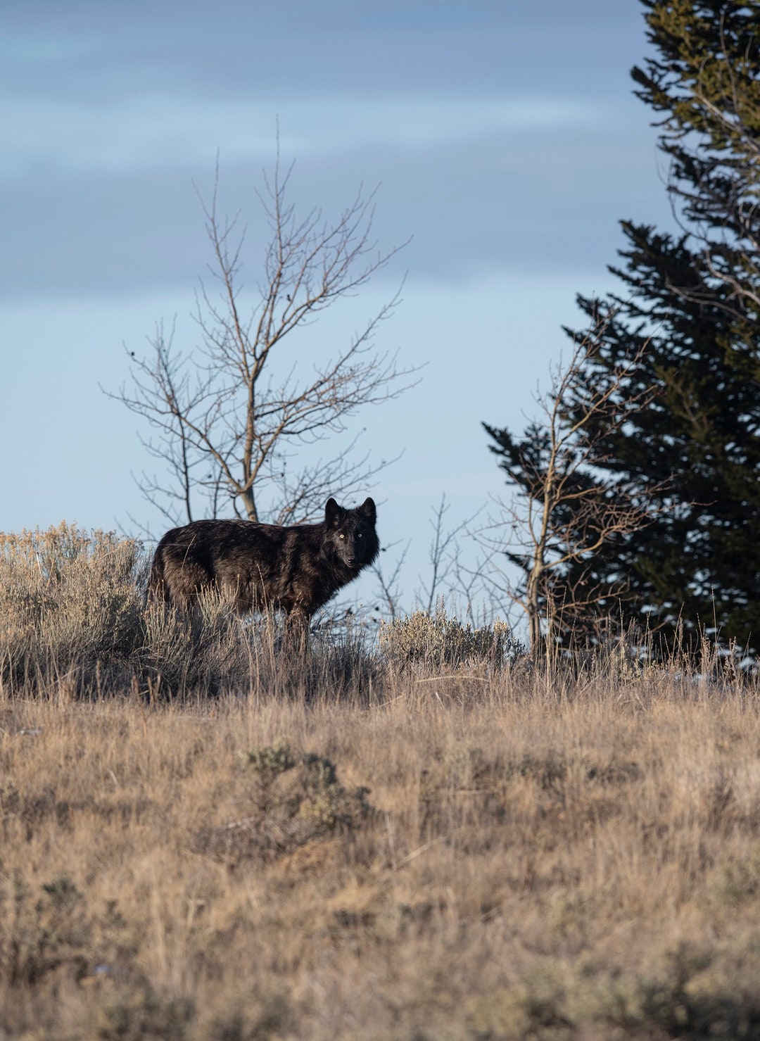 Wolf Pup - Giclee Prints - Etsy
