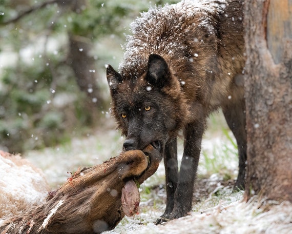 Yellowstone Wolf and Elk Giclee Prints - Etsy