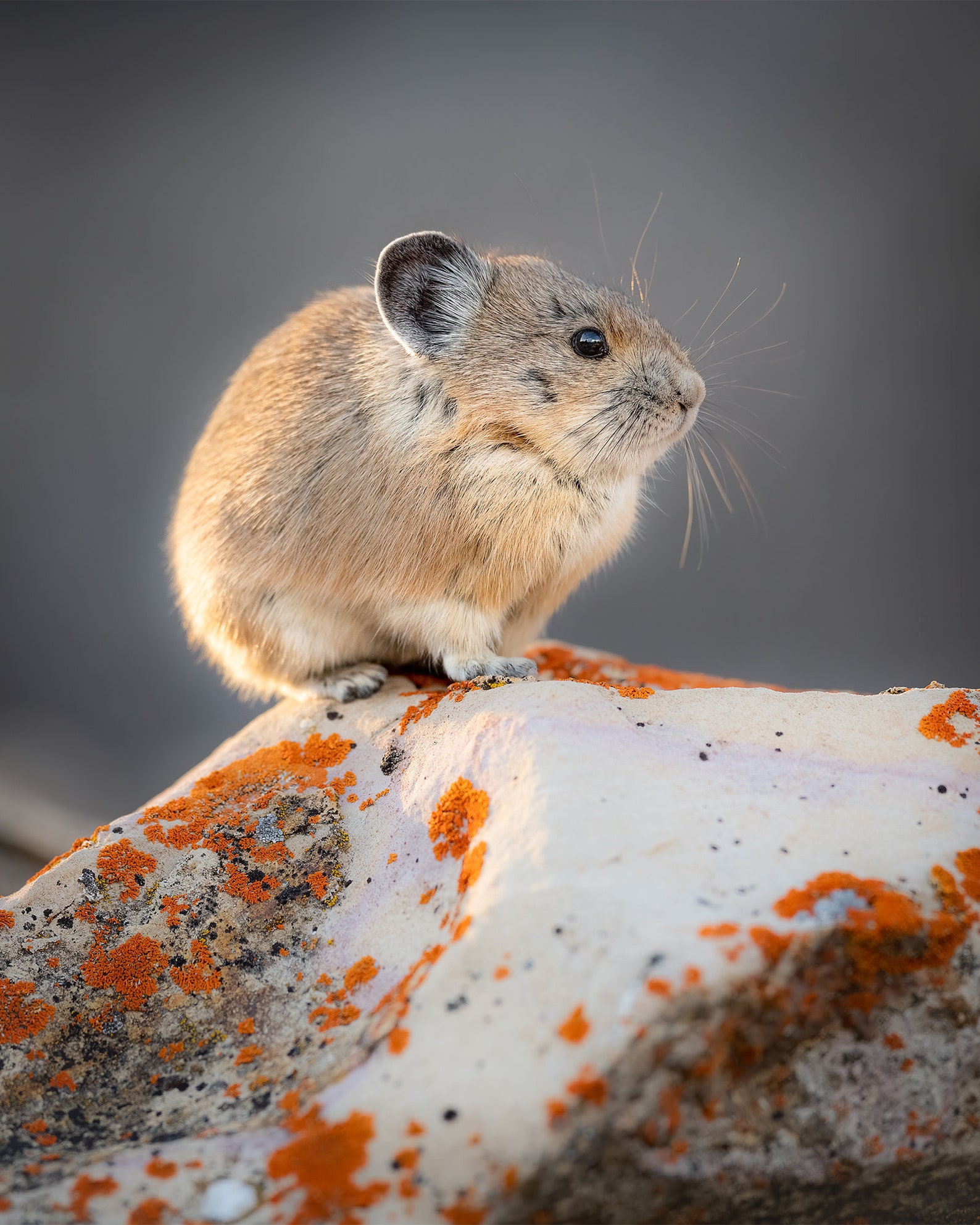 Golden Pika Giclee Prints - Etsy