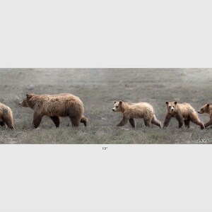 399 and Quadruplets Pano Bumper Sticker - Etsy