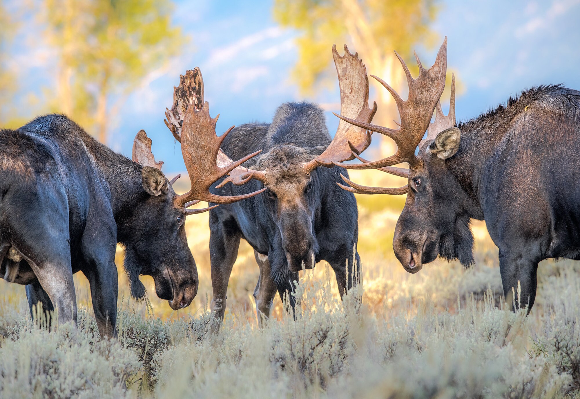 September - Battling Bull Moose Photo Prints - Etsy