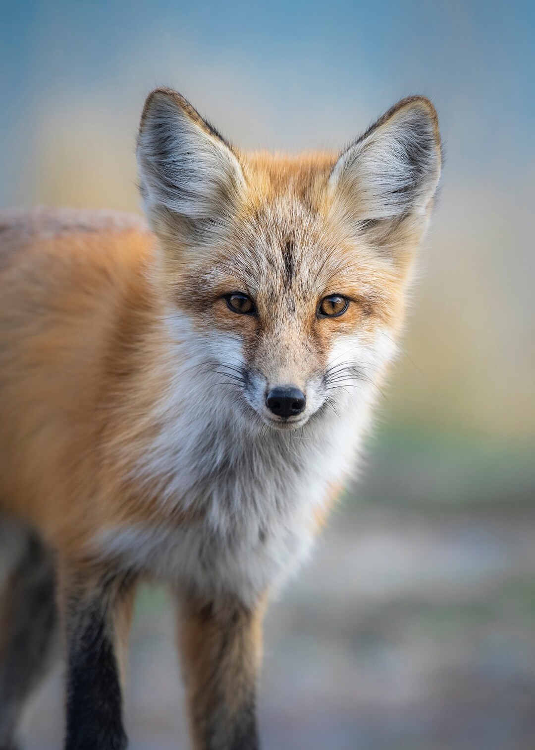 Fox Kit Portrait - Giclee Prints - Etsy