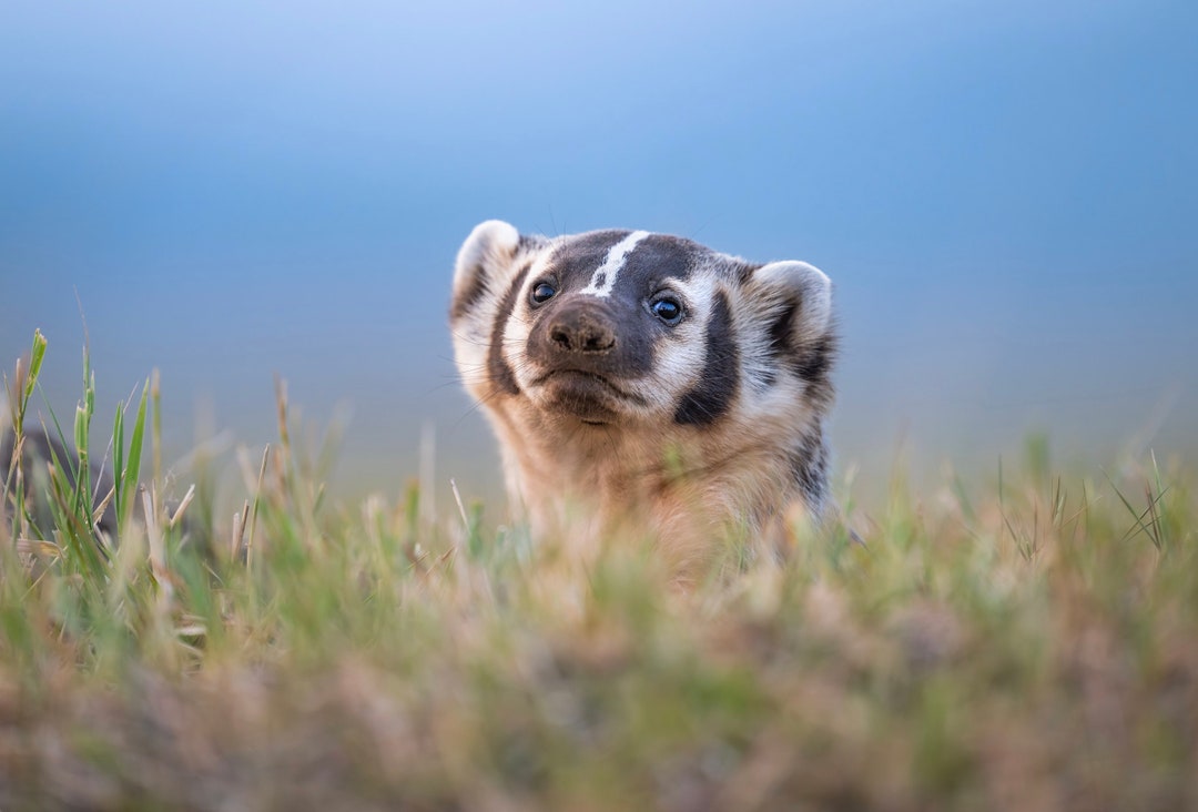 Portrait of a Baby Badger Peeking Out of Den With Blue Sky - Giclee ...