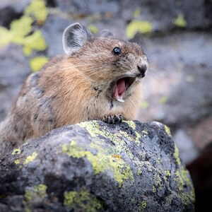 Screaming Pika - Wildlife Giclee Print - Etsy