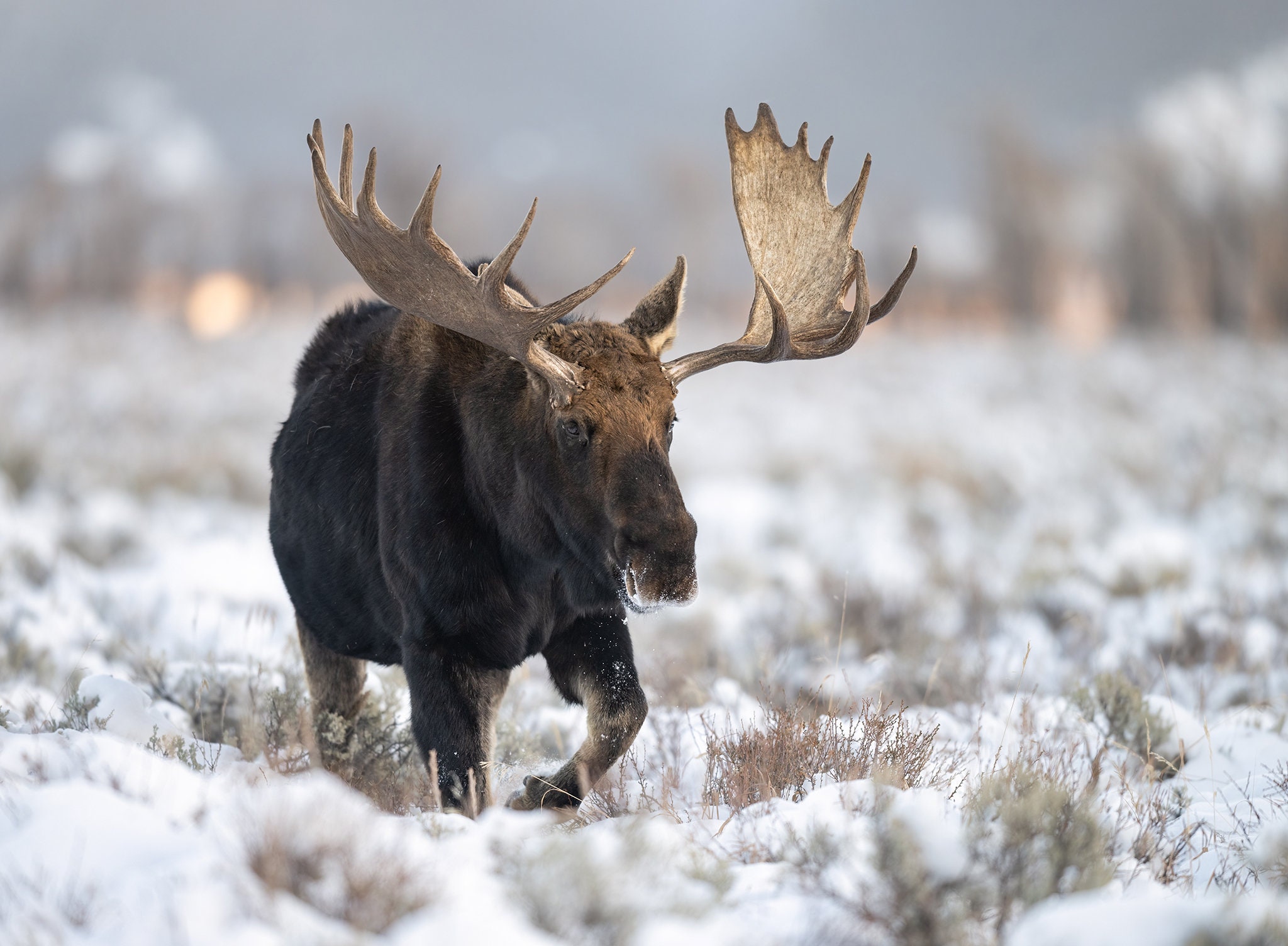 Bull Moose In Snow