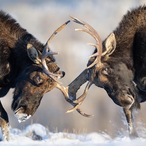 Two Young Bull Moose Fighting in the Snow - Giclee Prints - Etsy