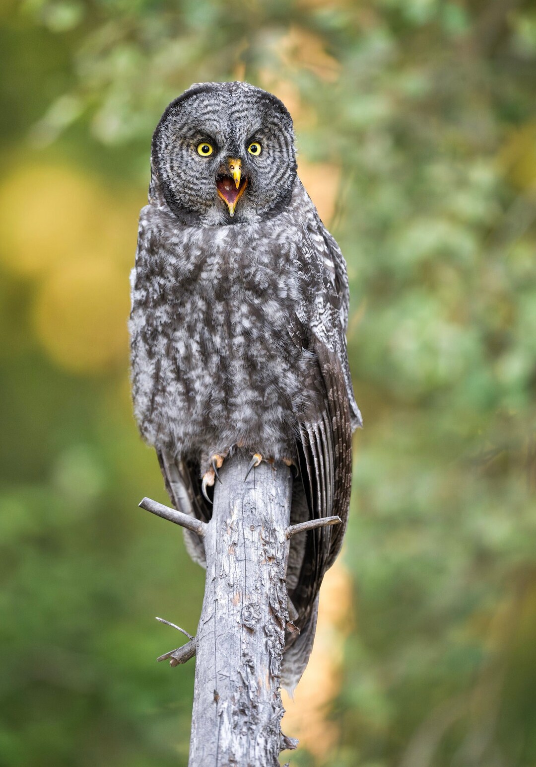 Great Grey Owl Screeching in Fall Colors - Giclee Prints - Etsy