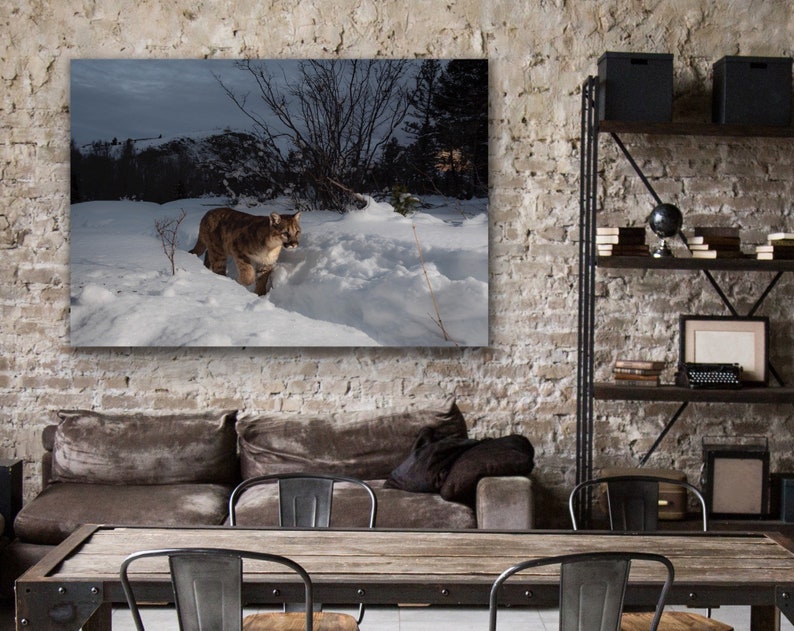 Catamount - Baby Mountain Lion Exploring His Kingdom - Giclee Prints - Etsy