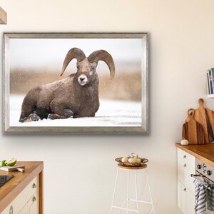 Bighorn Sheep Ram Laying Down in the Snow - Giclee Prints - Etsy