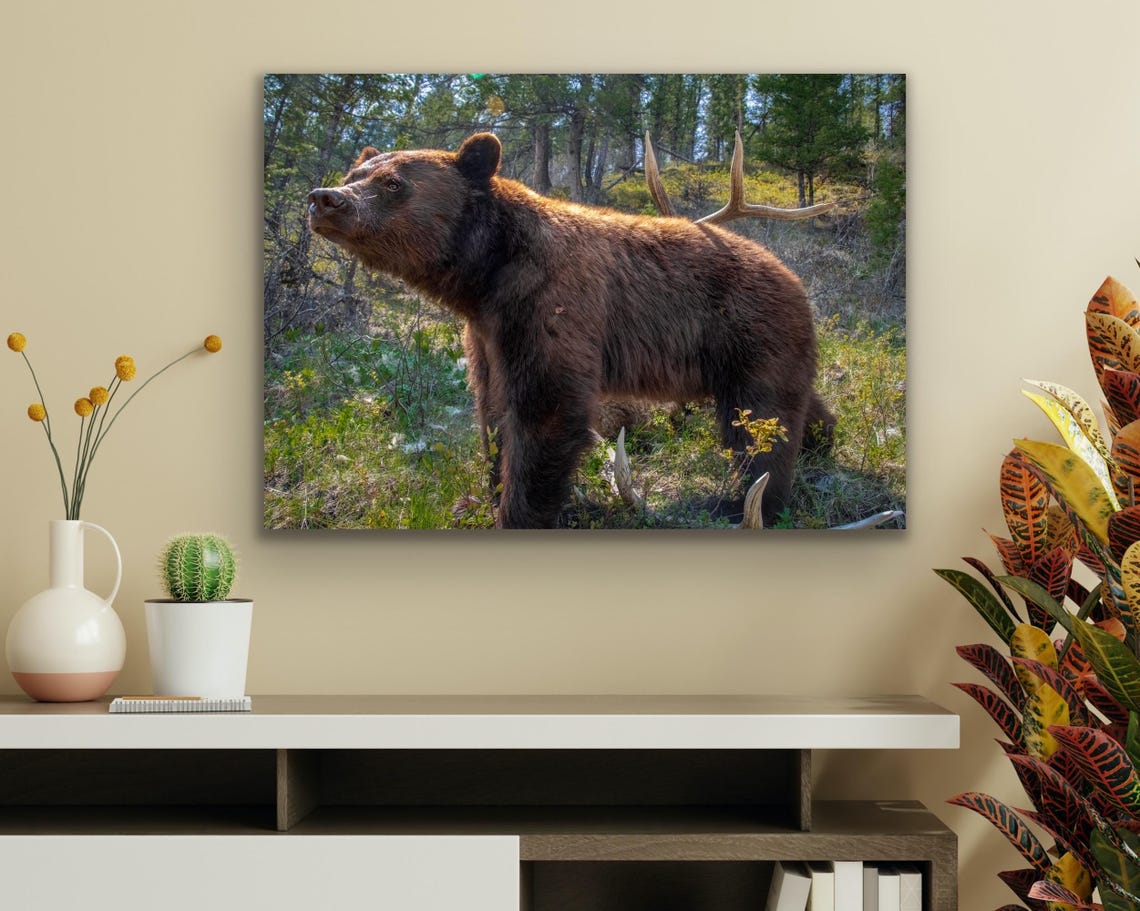 Cinnamon Black Bear & Bull Elk - Giclee Prints - Etsy