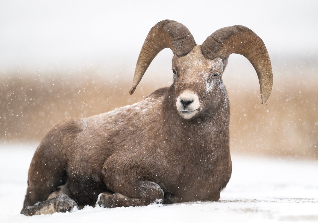 Bighorn Sheep Ram Laying Down in the Snow - Giclee Prints - Etsy