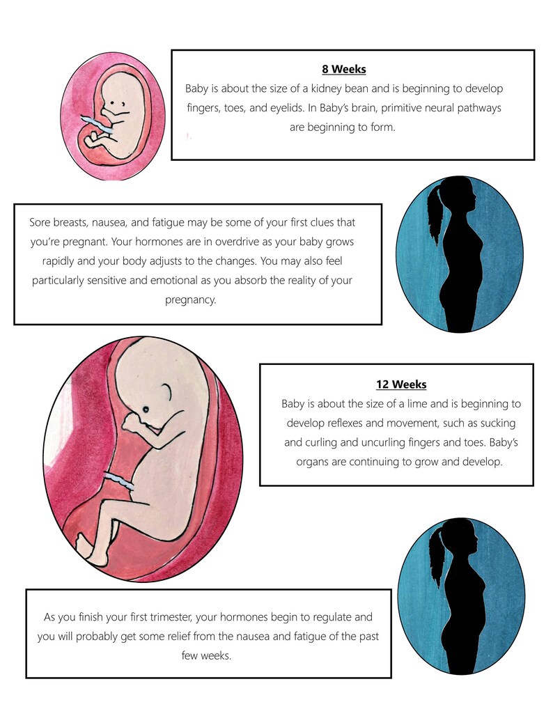 Childbirth Education Slides/ Set 3/ Slides 11-15 Fetal | Etsy
