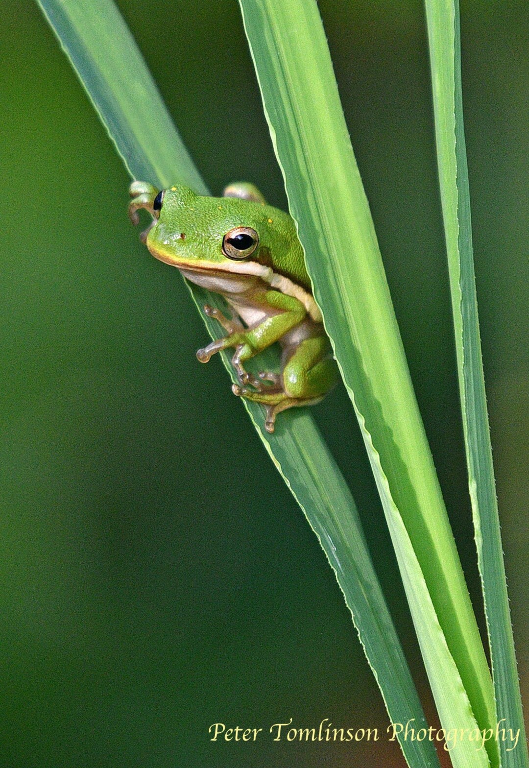 Green Tree Frog North Carolina: Archival Print Signed and - Etsy