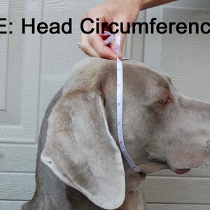 Mini Party Hat | Puppy Party Hat | Birthday Hat | First Birthday Hat ...