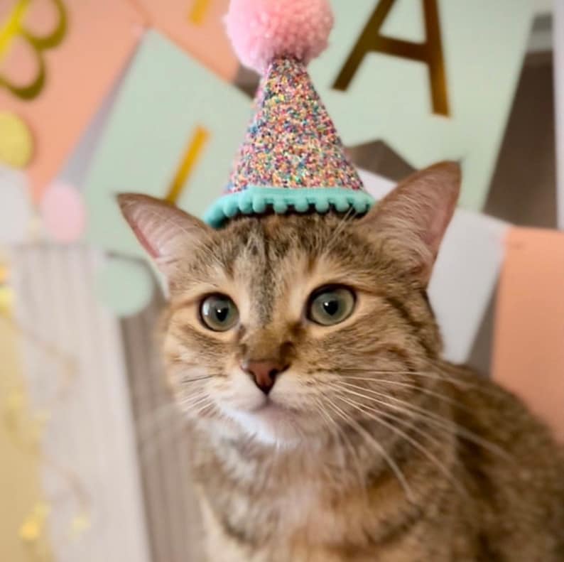 Cat Birthday Hat Pet Party Hat Puppy Birthday First - Etsy