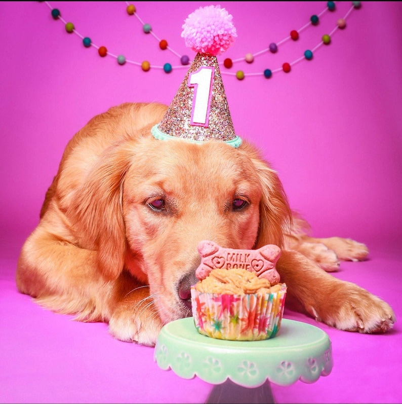 Dog Birthday Hat Pet Party Hat Puppy Birthday First - Etsy