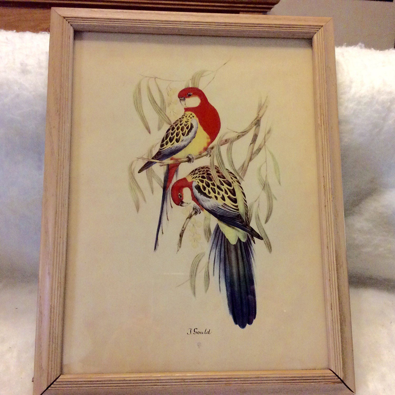 Vintage Original Print J Gould Sydney Z Lucas 1930s. Free Ship to US - Etsy