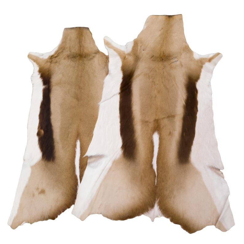 Natural Springbok Hair-on Hide – Genuine Exotic Game Pelt for Decor ...