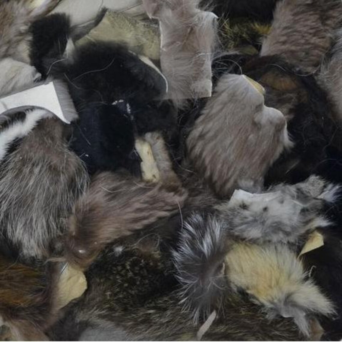 Genuine Animal Fur Scraps Fox Scraps Coyote Scraps Raccoon | Etsy