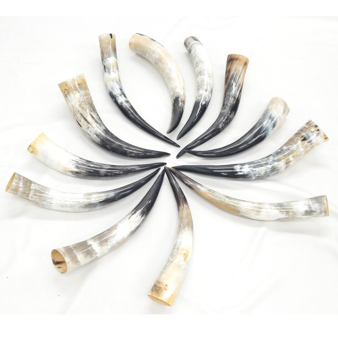 Genuine Polished Cow Horn 18 to 23 Home Decoration Scrimshaw Blowing ...
