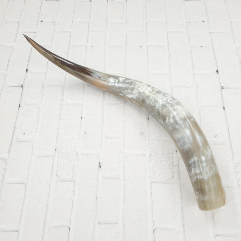 Real Bull Horns - Etsy