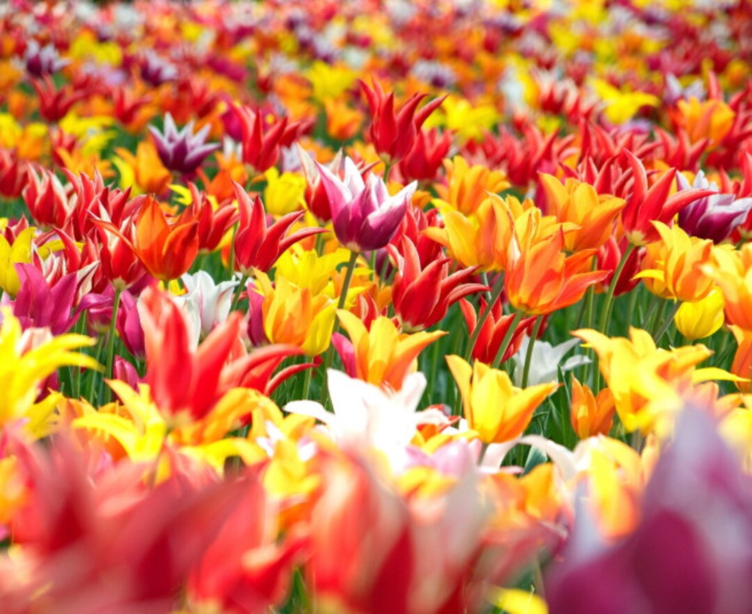 1 16 Ounce Flowerbomb Type Fragrance Oil for Candle/soap - Etsy