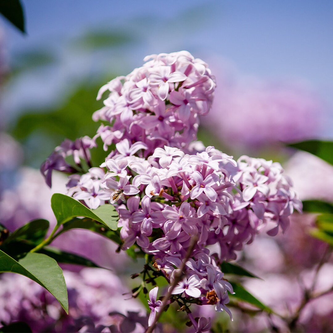 English Lilac Blooms Fragrance Oil for Candle/soap Making Free Shipping ...