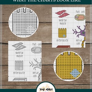 Human Biology Cells Cross Stitch Pattern Digital Download, Science ...