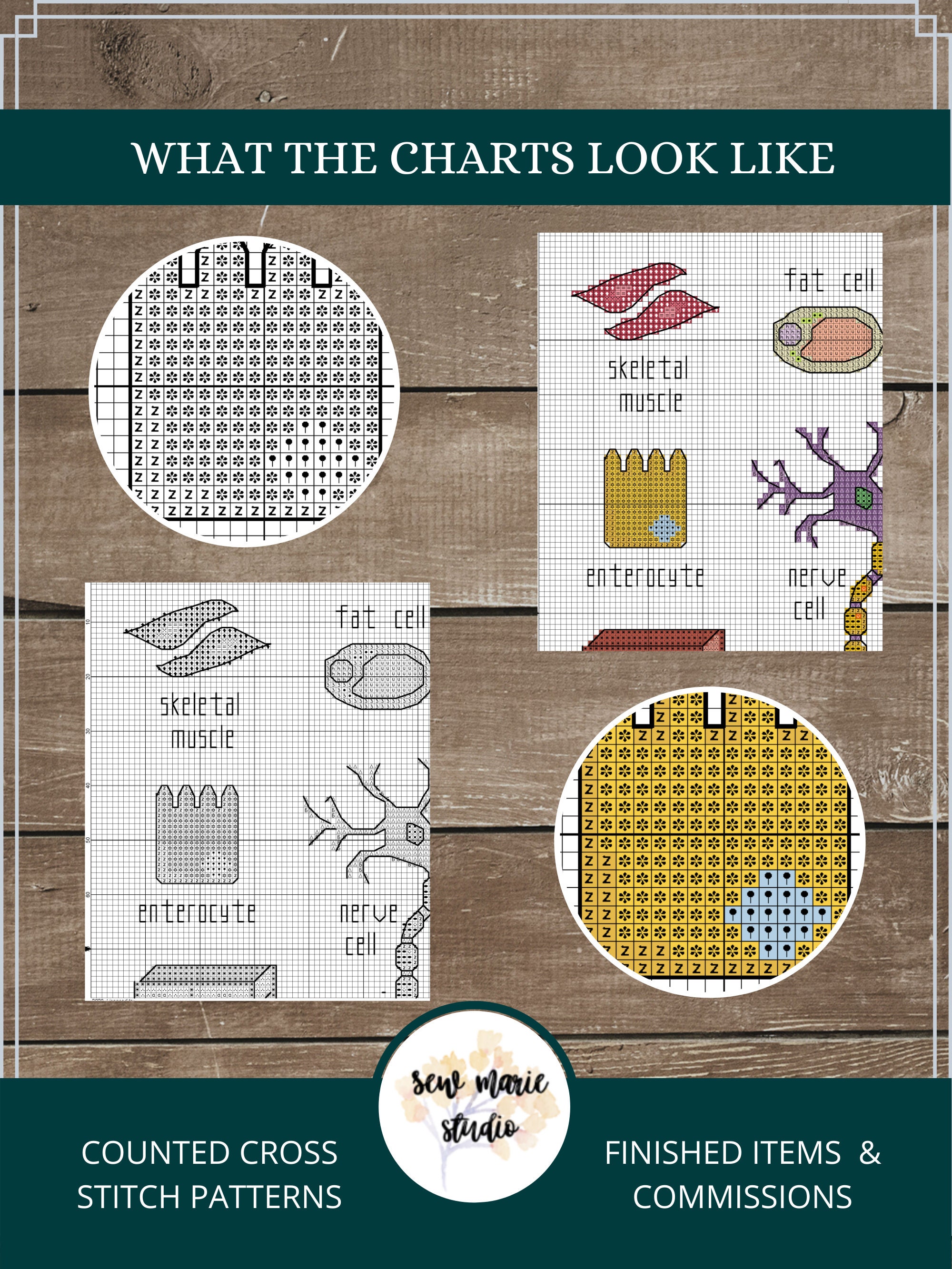 Human Biology Cells Cross Stitch Pattern Digital Download - Etsy