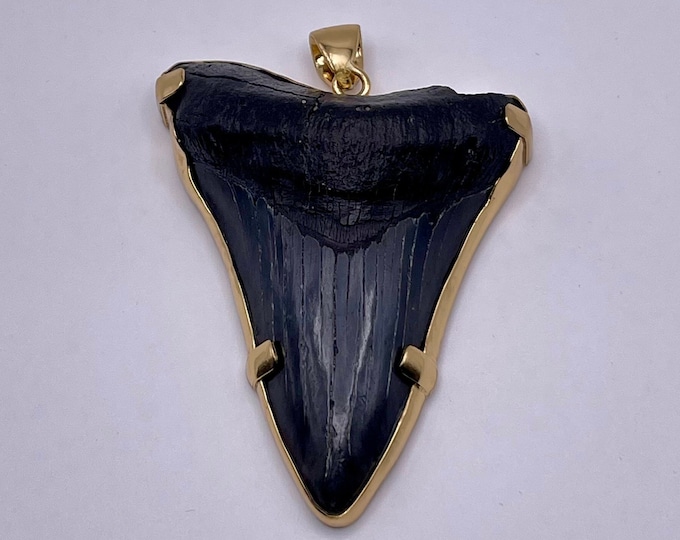 Charles Albert Megalodon Large Shark Tooth Natural Fossil Pendant Prong ...