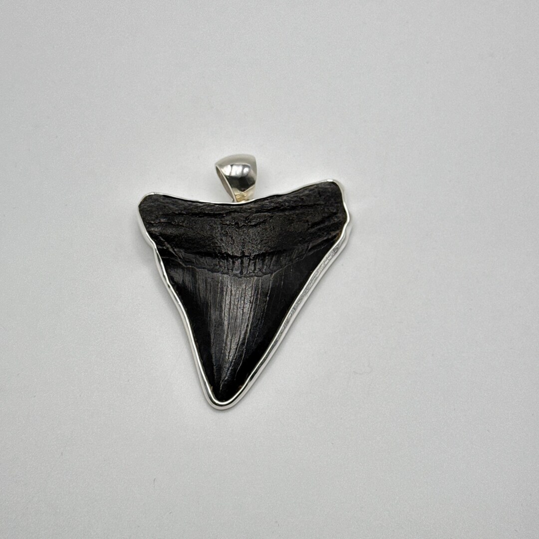 Charles Albert Natural Shark Tooth Pendant Bezel Set in Fine Sterling ...