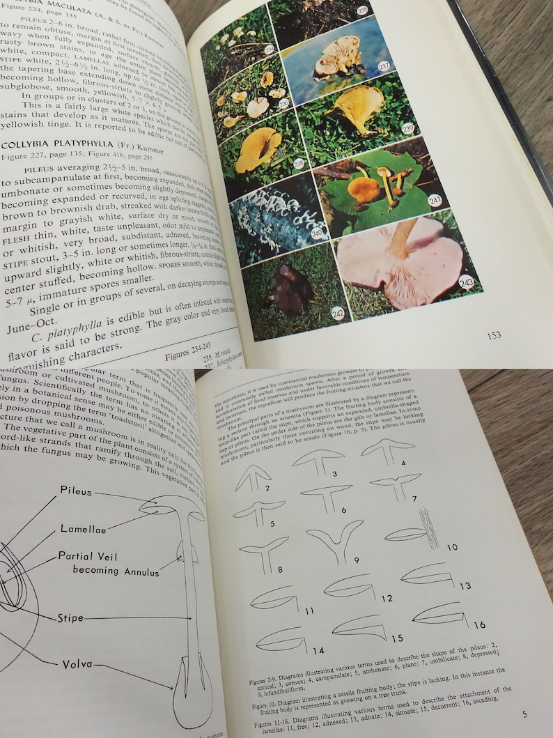 Vintage Canadian Mushroom Identification Book: Edible & Poisonous, J ...