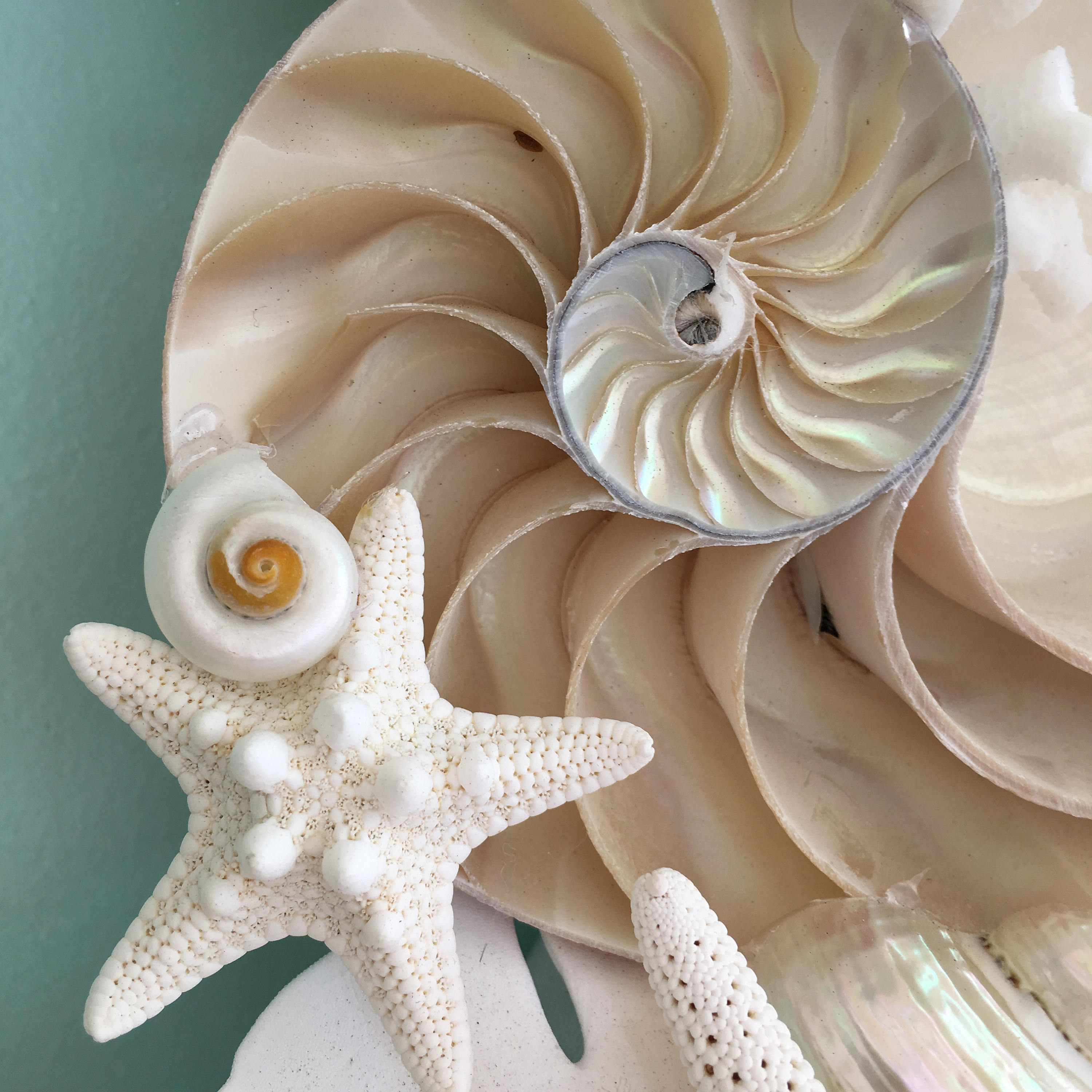 Beautifully designed Elegant Shades of White Seashell & Coral | Etsy