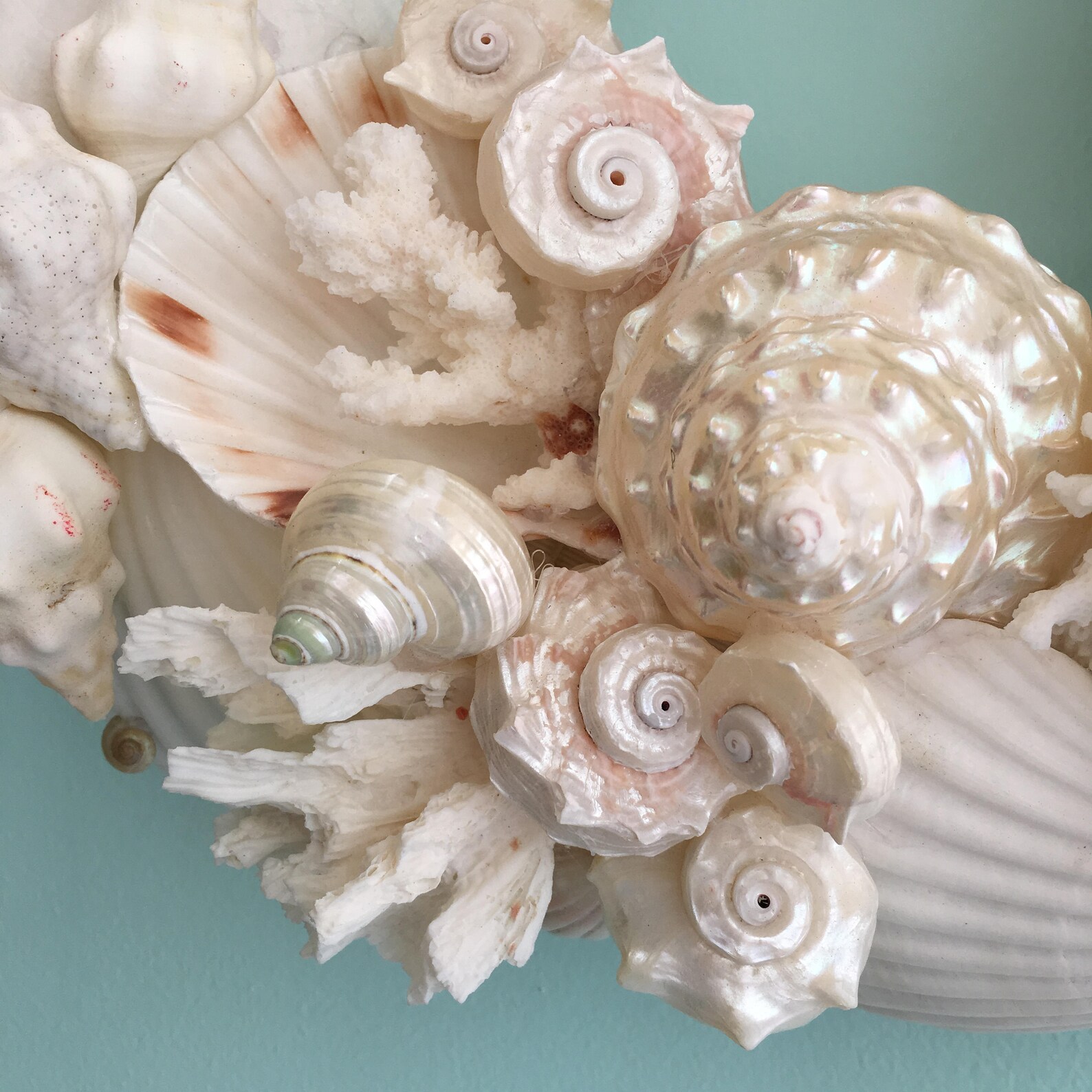Beautifully designed Elegant Shades of White Seashell & Coral | Etsy