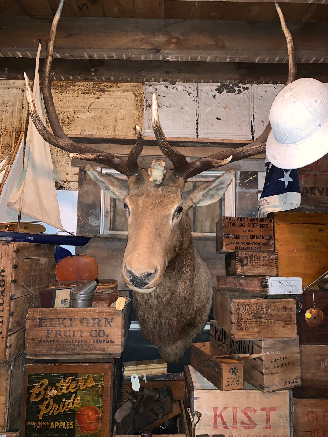 Beautiful American Elk Mount, Great Condition, 42 Rack Span See Details ...