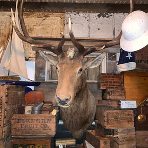 Beautiful American Elk Mount, Great Condition, 42 Rack Span See Details ...
