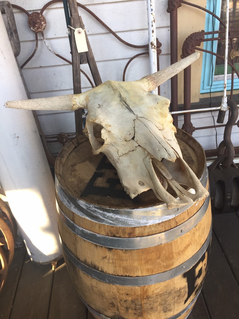 Vintage Steer Skull Longhorn Mount Cow Bull Taxidermy Long - Etsy