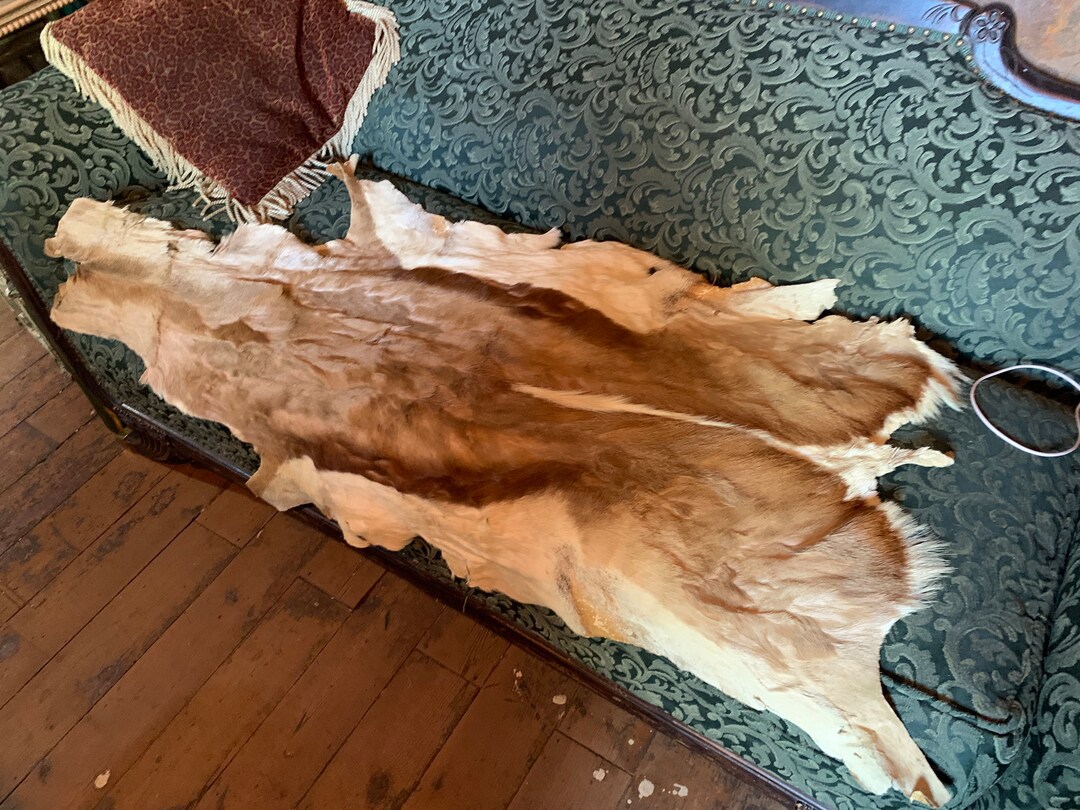 Beautiful American White Tail Deer Hide, Vintage Taxidermy White Tail ...