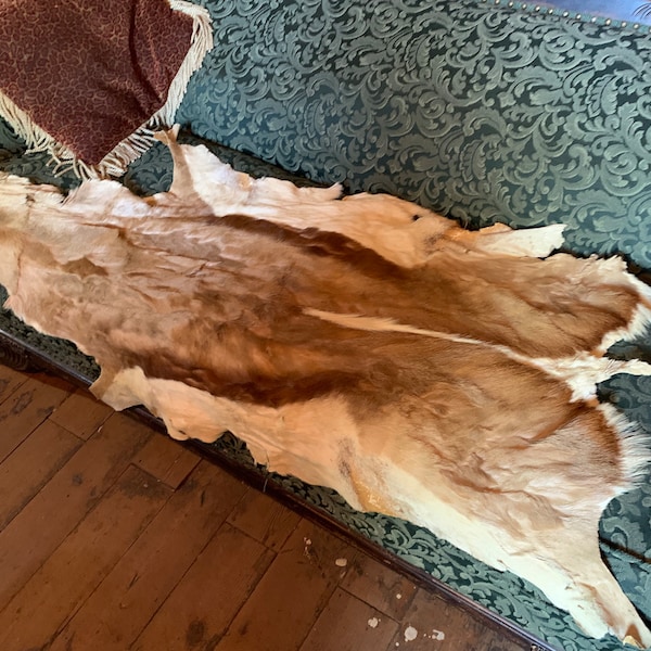 Whitetail Deer Hide - Etsy