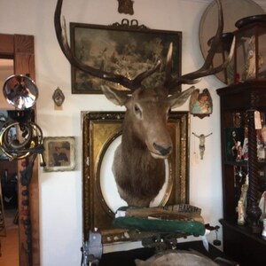 Beautiful American Elk Mount, Great Condition, 42 Rack Span See Details ...