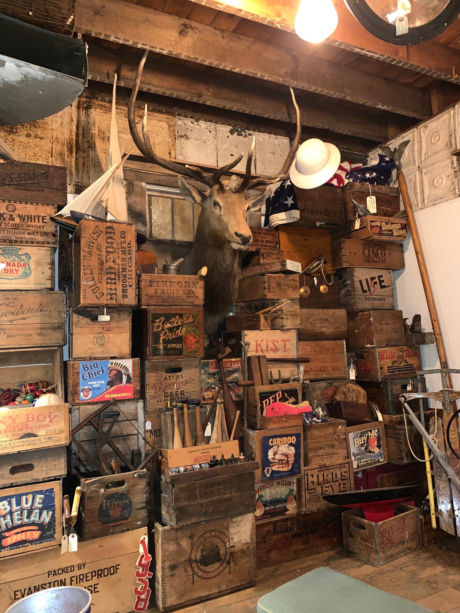 Beautiful American Elk Mount Great Condition 42 Rack - Etsy