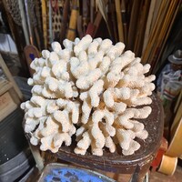 Natural White Coral Real Coral Tree Coastal Home Decor Coral Reef Ocean ...