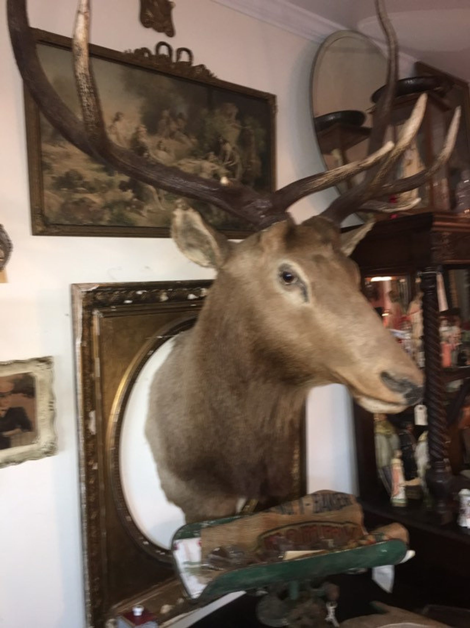 Beautiful American Elk Mount Great Condition 42 Rack - Etsy