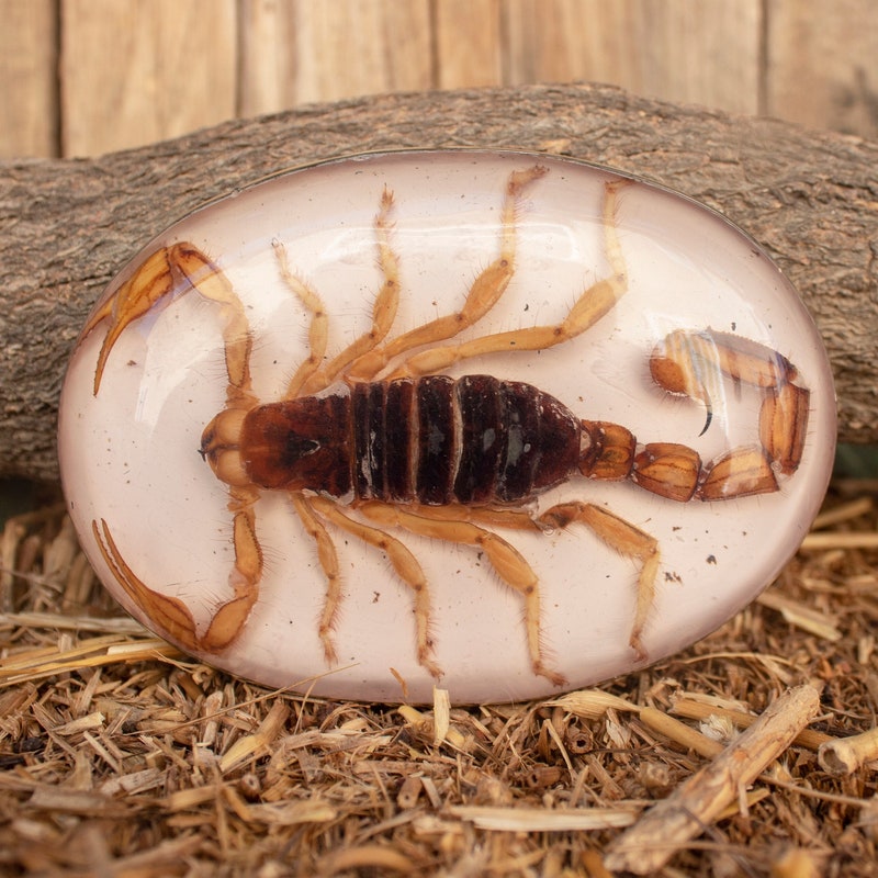 Kid Scorpion Belt Buckle - Etsy