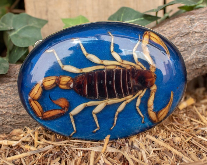Real SCORPION ALACRAN EPOXY Handmade Oval Western Belt Buckle Evilla - Etsy