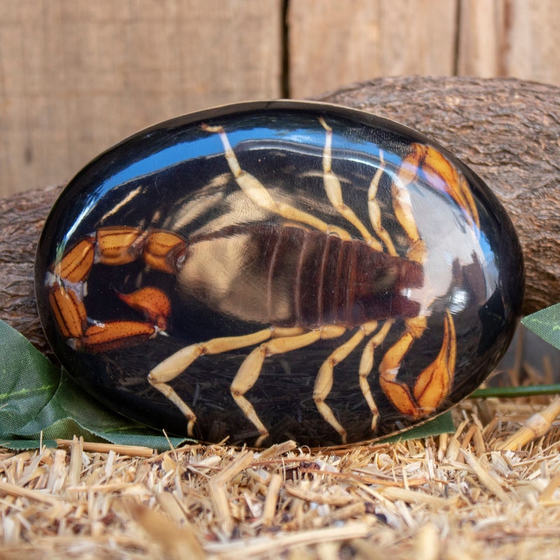 Scorpion Cowboy Belt Buckle - Etsy