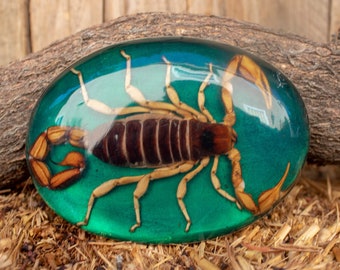 Real SCORPION ALACRAN EPOXY Handmade Oval Western Belt Buckle Evilla - Etsy
