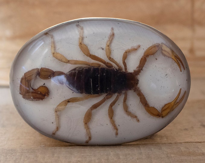 Real SCORPION ALACRAN EPOXY Handmade Oval Western Belt Buckle Evilla - Etsy