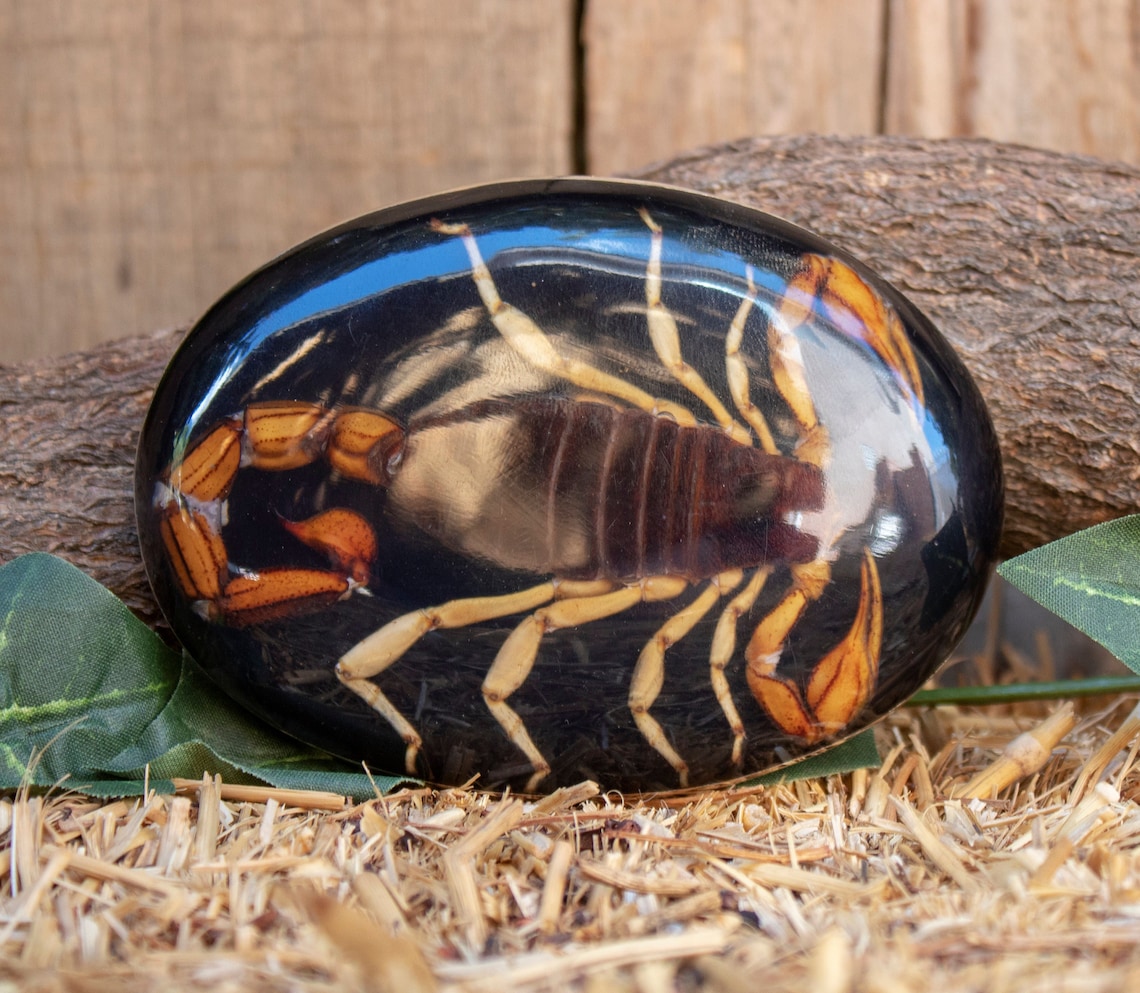 Real SCORPION ALACRAN EPOXY Handmade Oval Western Belt Buckle - Etsy